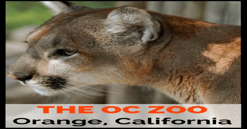 Visit The Quaint OC Zoo in Orange California - SoCal Field Trips
