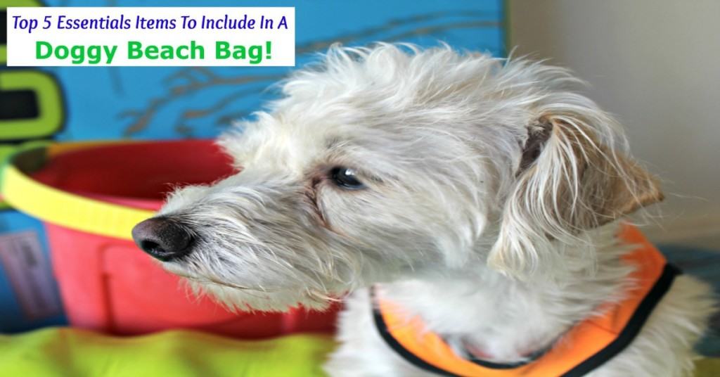 Top 5 Essential Items To Include In A Doggy Beach Bag - SoCal Field Trips