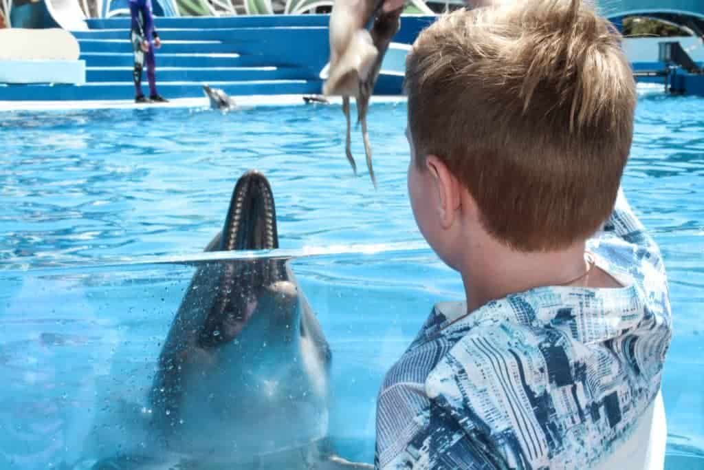 Discover The New SeaWorld San Diego Orca Experience - SoCal Field Trips