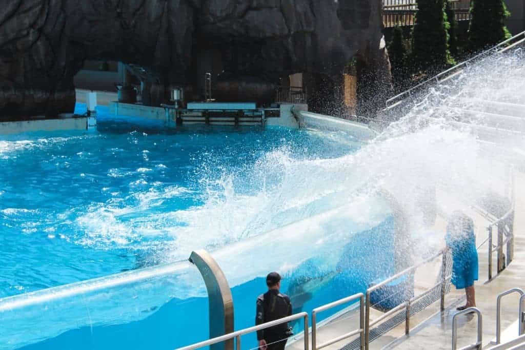 Discover The New SeaWorld San Diego Orca Experience - SoCal Field Trips