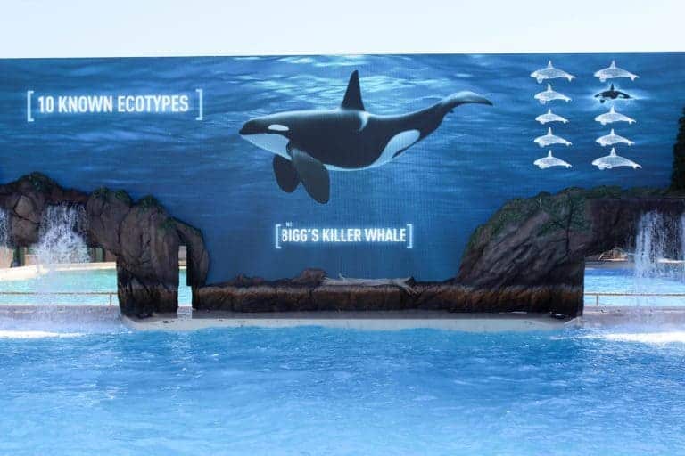 Discover The New SeaWorld San Diego Orca Experience - SoCal Field Trips