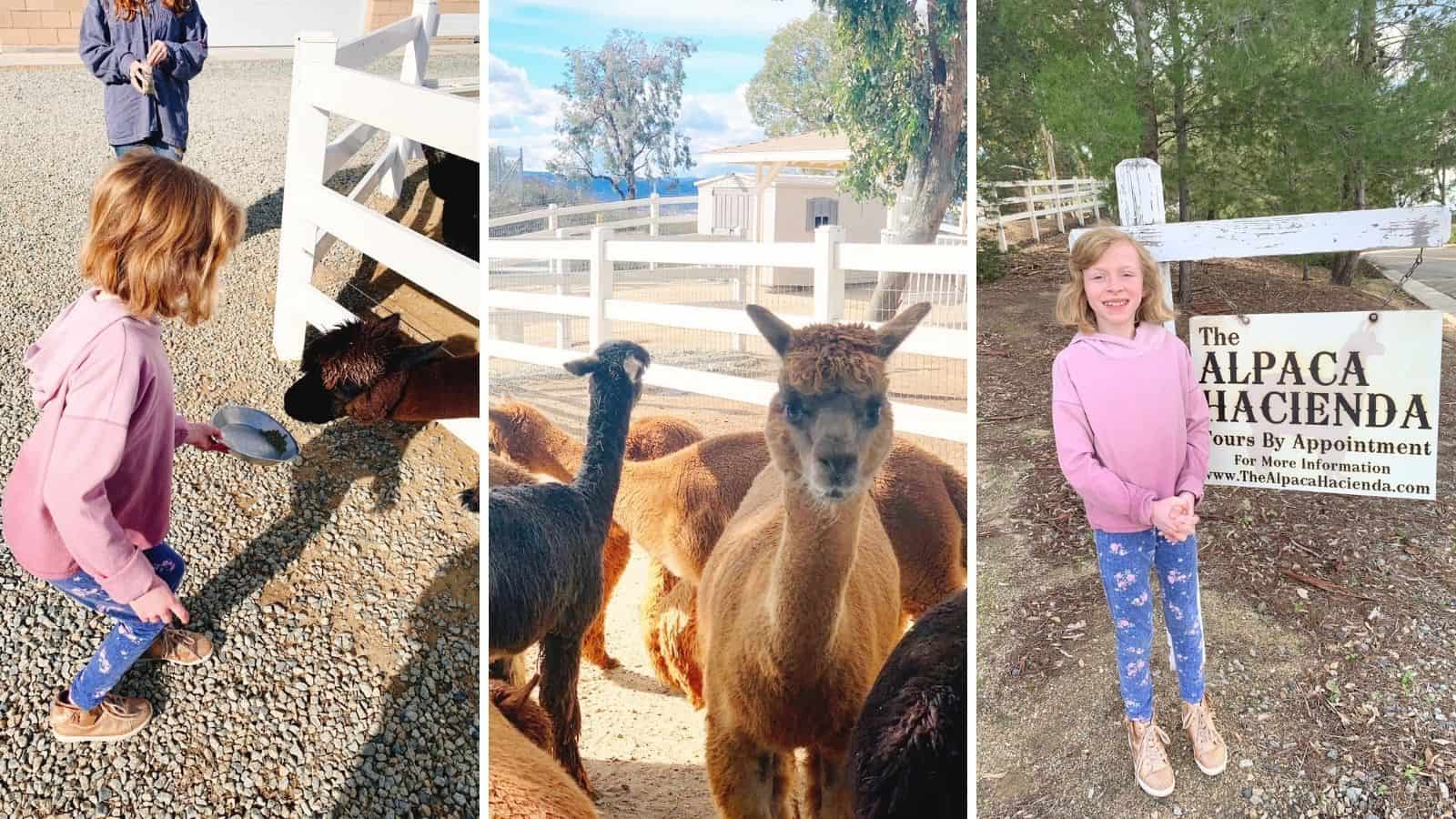 Take a Tour of The Alpaca Hacienda in Temecula - SoCal Field Trips