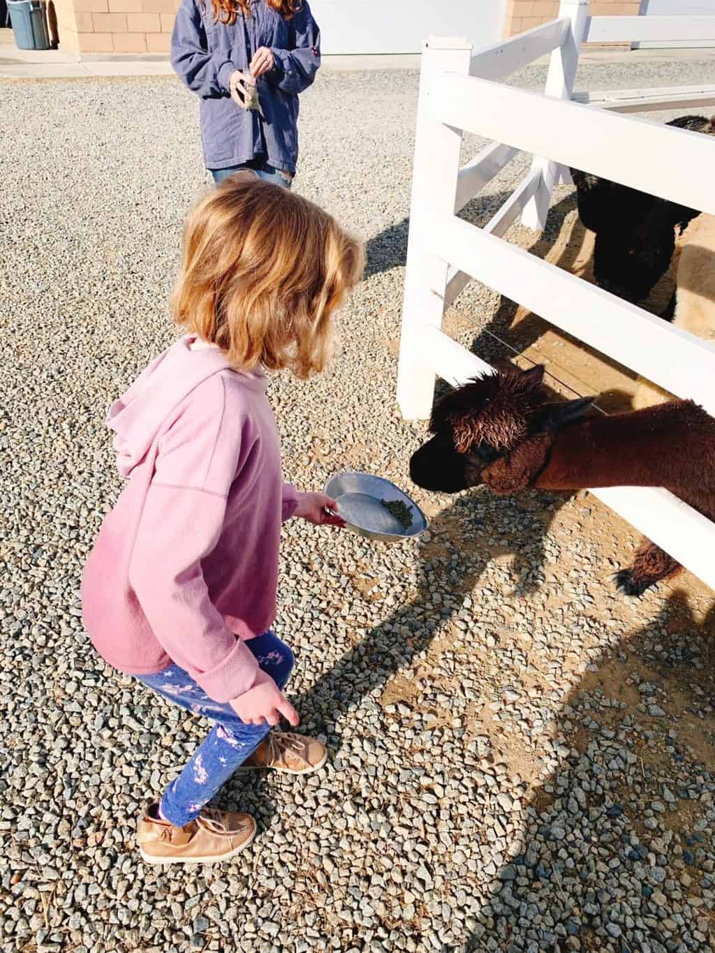 Take a Tour of The Alpaca Hacienda in Temecula - SoCal Field Trips