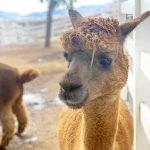 Take a Tour of The Alpaca Hacienda in Temecula - SoCal Field Trips