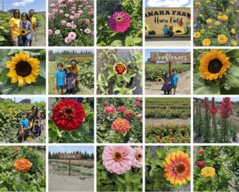 U-Pick Sunflower Fields in Southern California - SoCal Field Trips